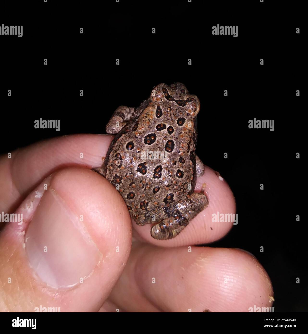 Fowler's Toad (Anaxyrus fowleri) Amphibia Stock Photo - Alamy