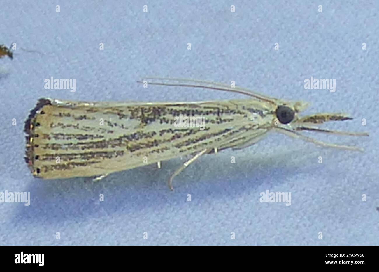 Vagabond Sod Webworm Moth (Agriphila vulgivagellus) Insecta Stock Photo ...