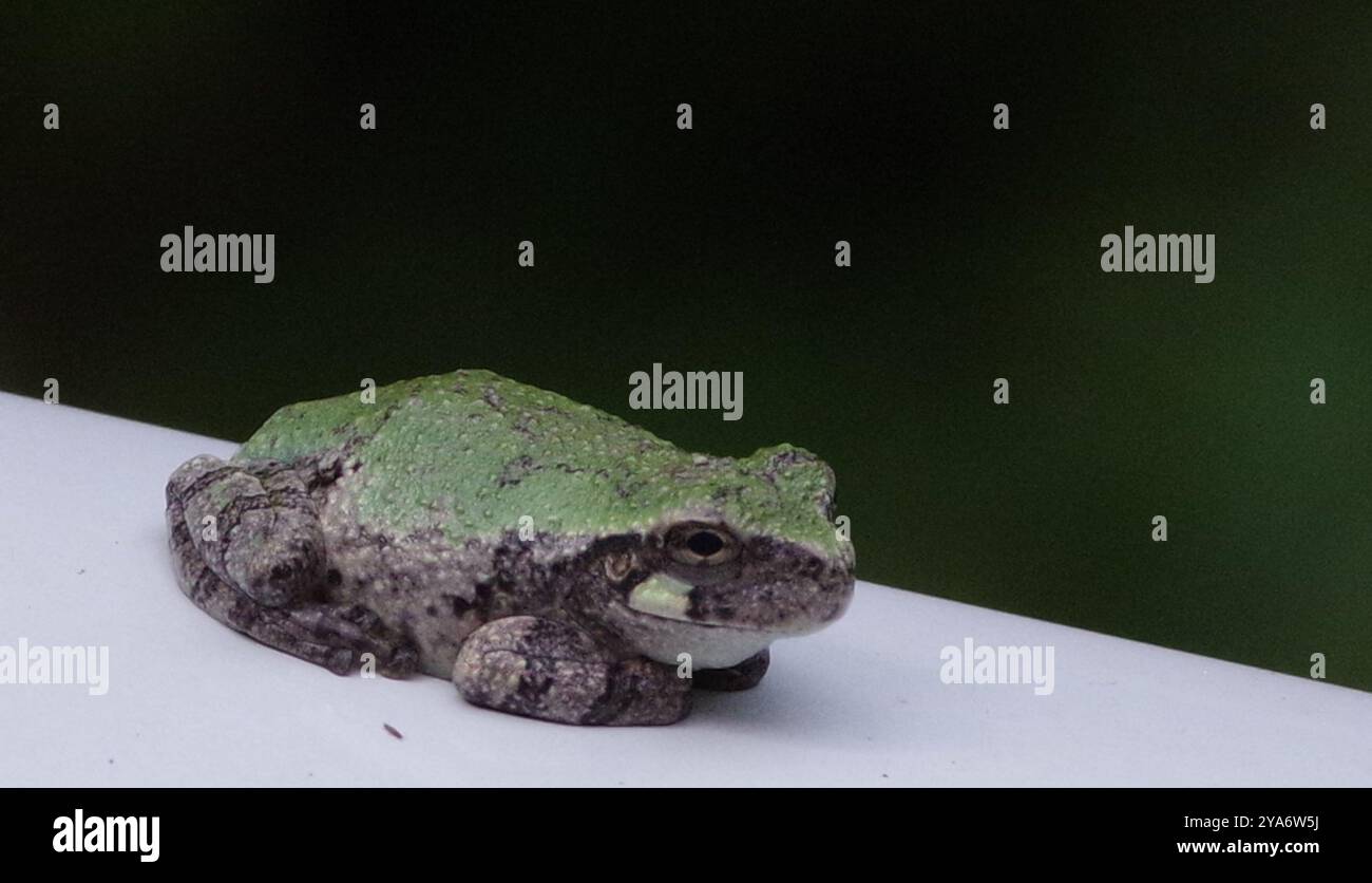 Cope's Gray Treefrog (Hyla chrysoscelis) Amphibia Stock Photo - Alamy