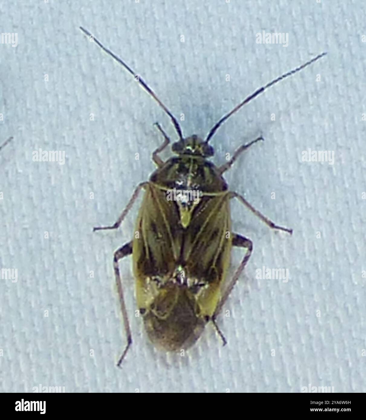 North American Tarnished Plant Bug (Lygus lineolaris) Insecta Stock ...