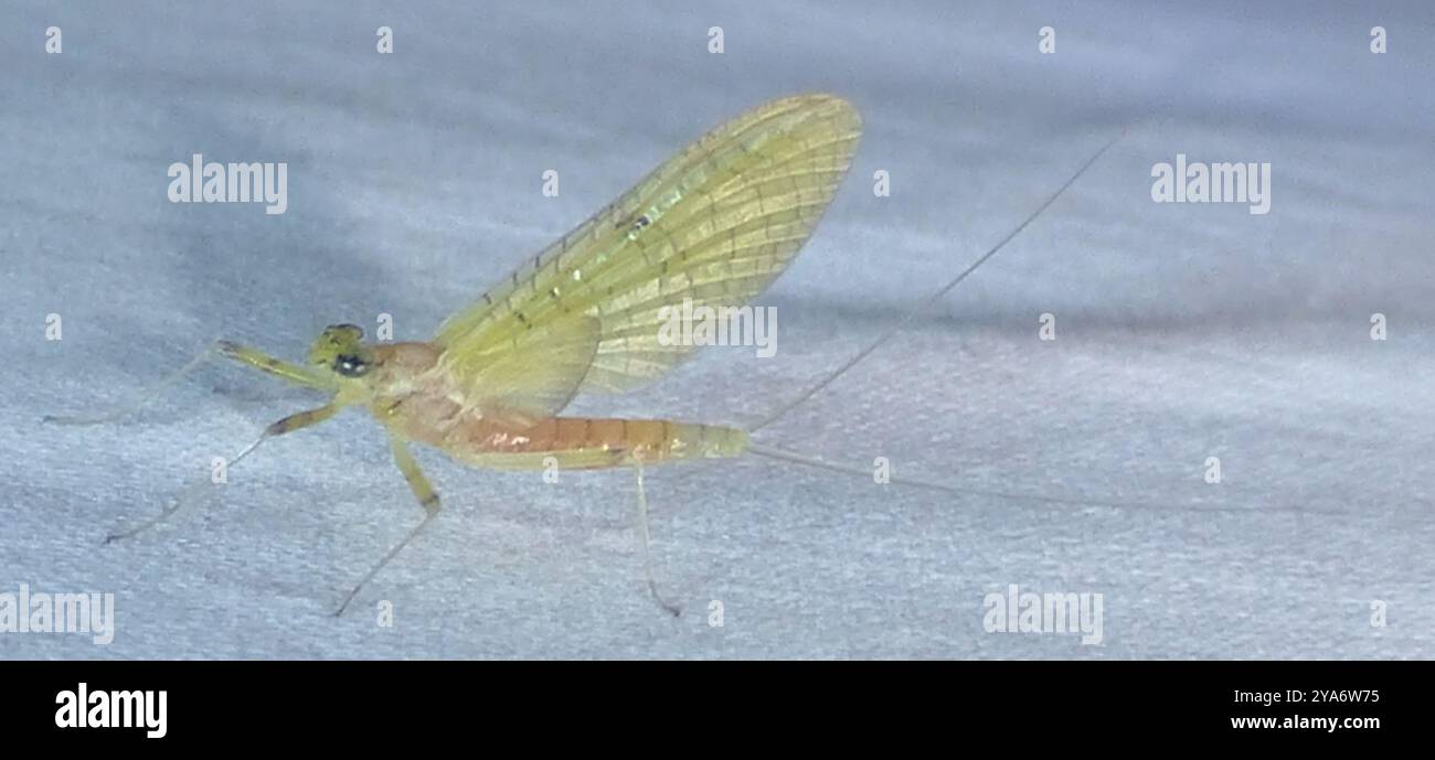 Orange Cahill (Stenacron interpunctatum) Insecta Stock Photo - Alamy