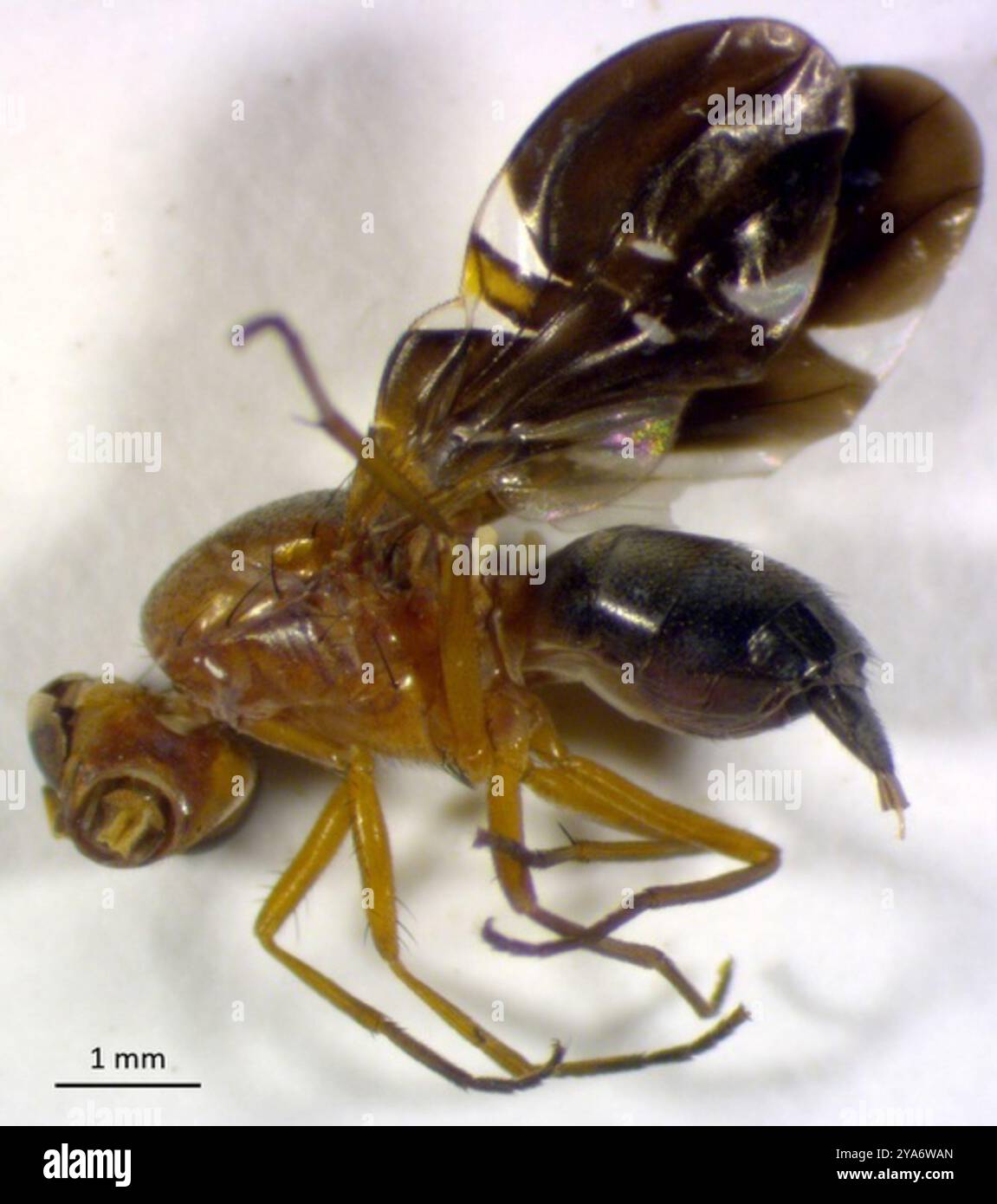 Common Picture-winged Fly (Delphinia picta) Insecta Stock Photo - Alamy