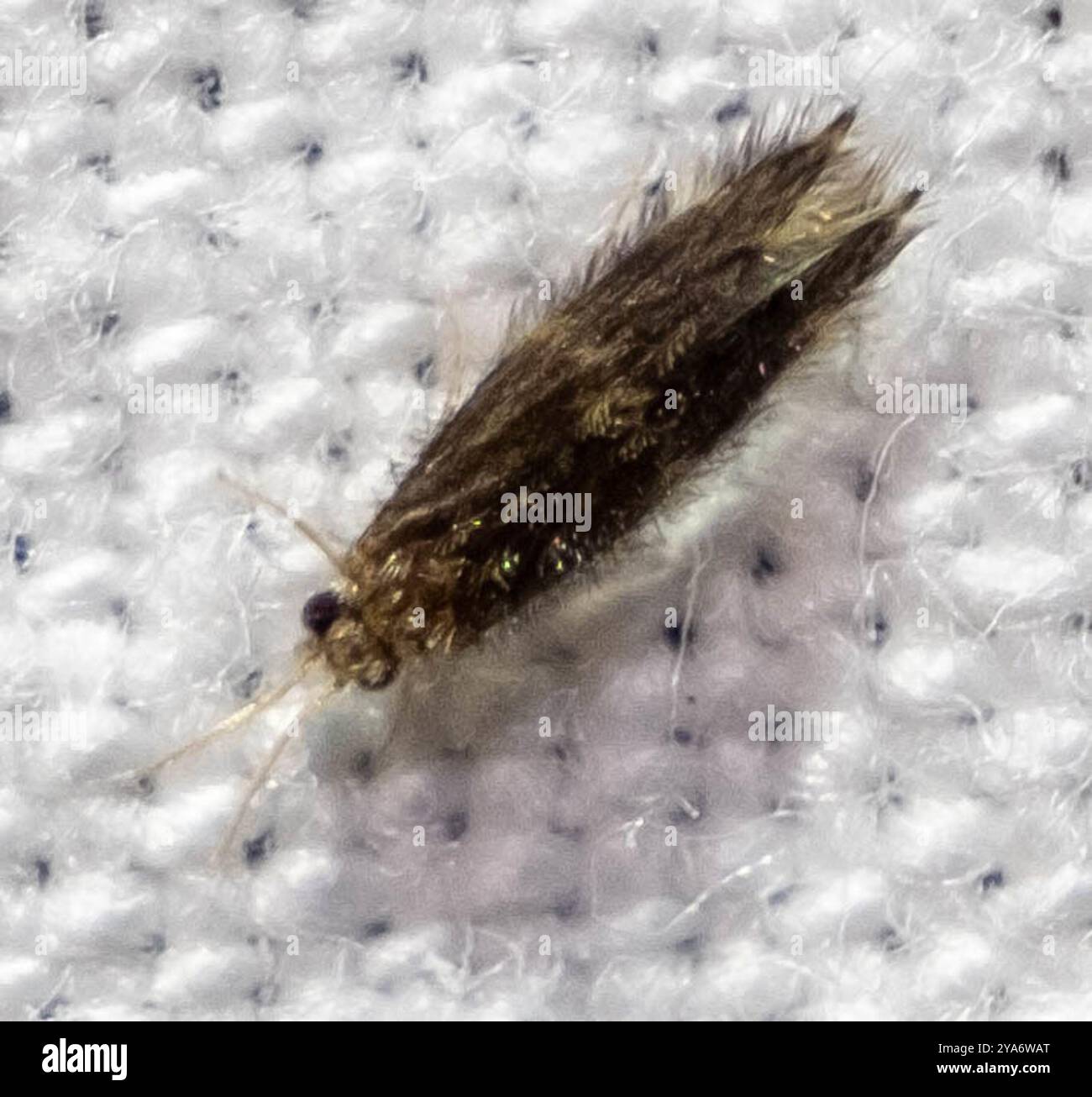 Microcaddisflies (Hydroptilidae) Insecta Stock Photo - Alamy