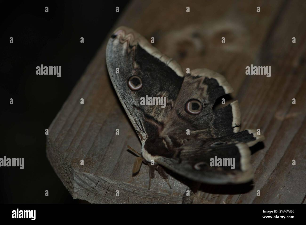 Giant Peacock Moth (Saturnia pyri) Insecta Stock Photo - Alamy