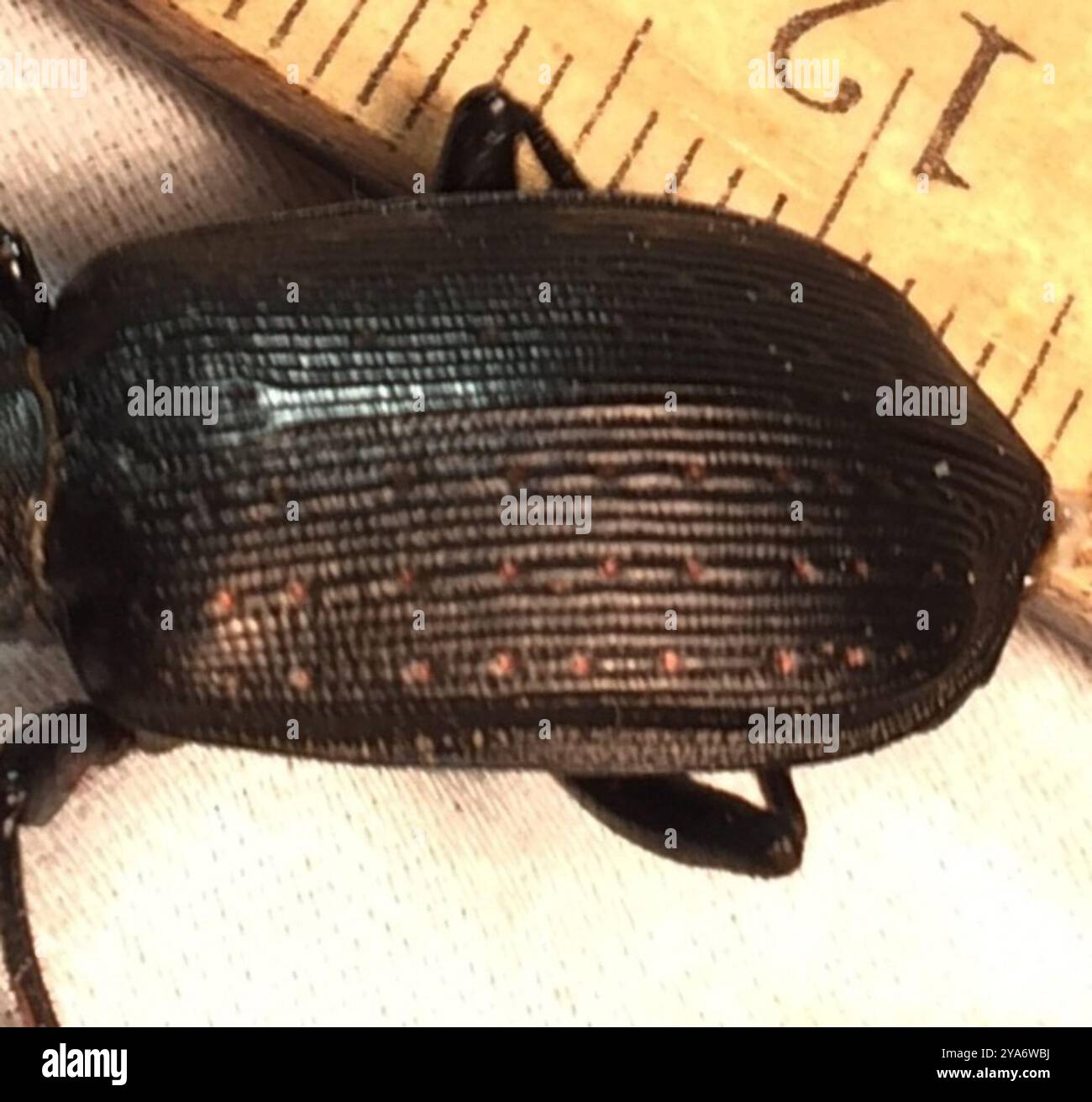 Black Caterpillar Hunter (Calosoma sayi) Insecta Stock Photo - Alamy
