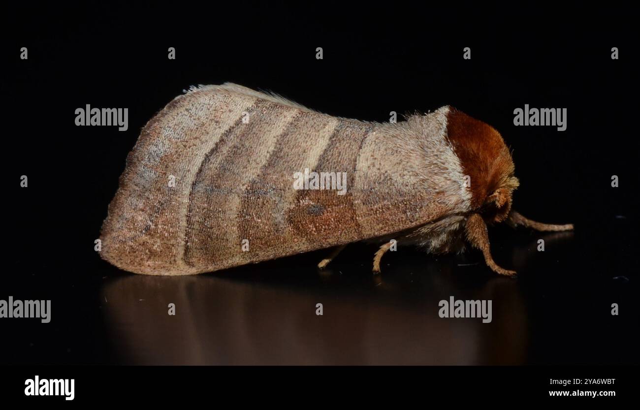Walnut Caterpillar Moth (Datana integerrima) Insecta Stock Photo - Alamy