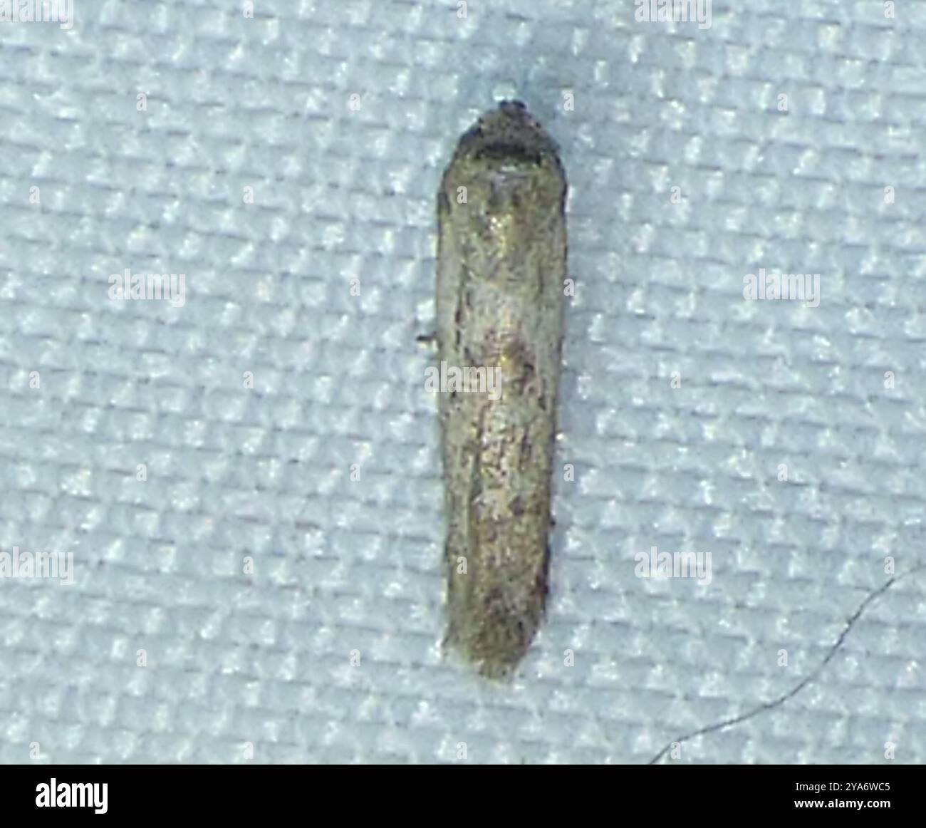 Curved-horn Moths (Gelechioidea) Insecta Stock Photo - Alamy