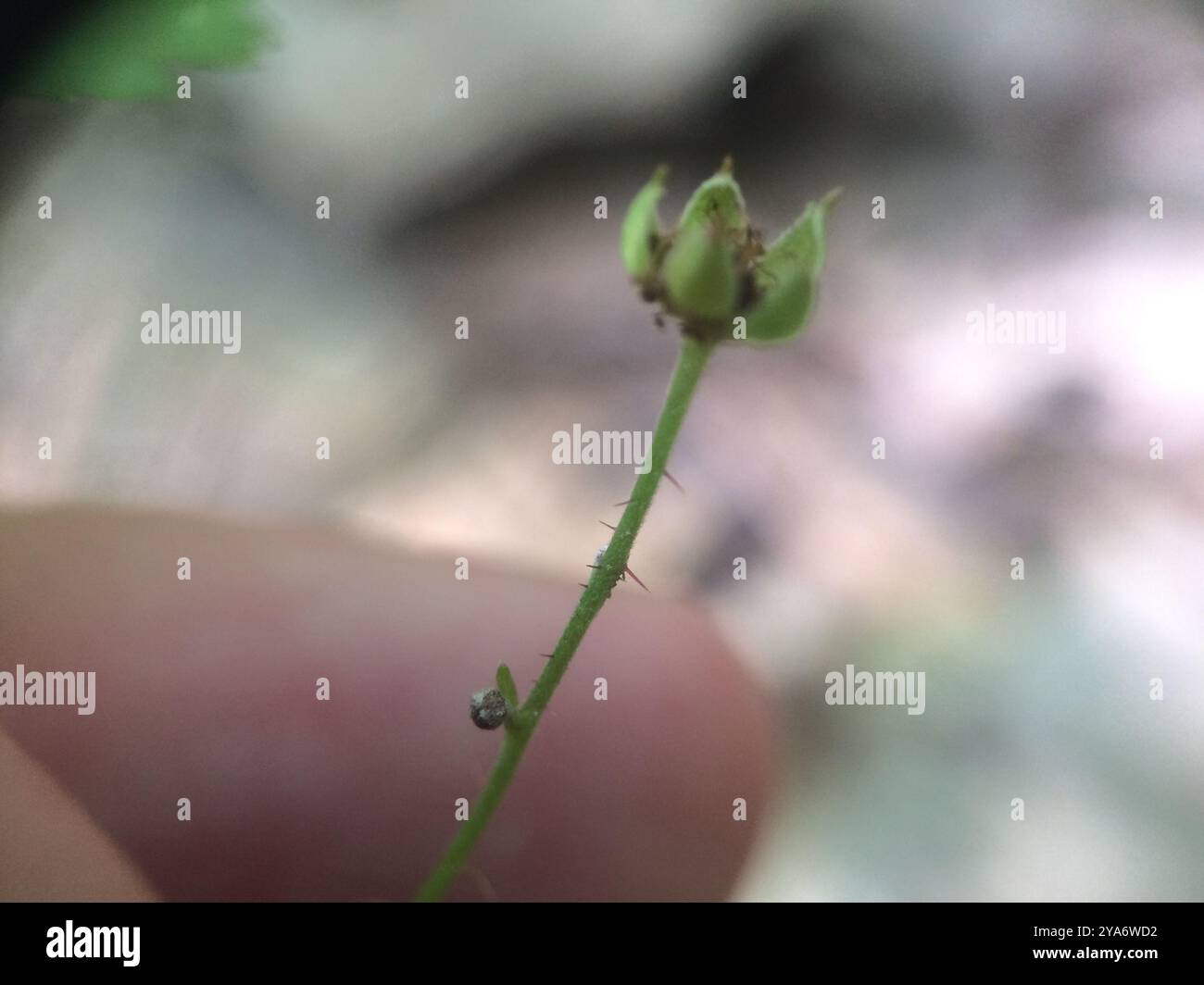 swamp dewberry (Rubus hispidus) Plantae Stock Photo - Alamy