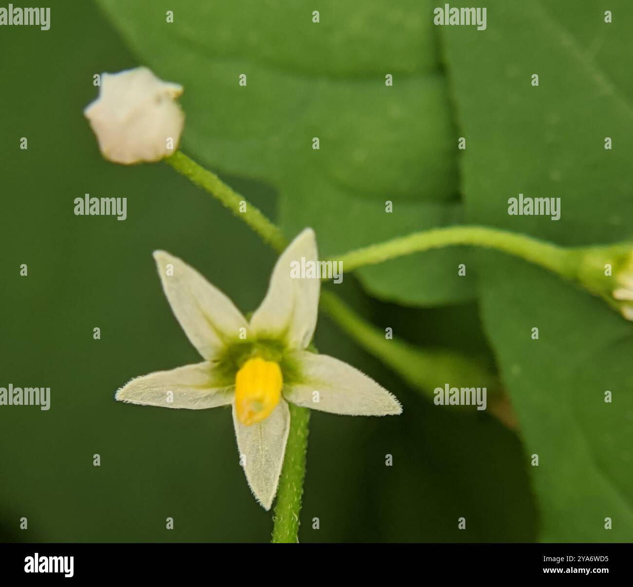 eastern black nightshade (Solanum emulans) Plantae Stock Photo - Alamy