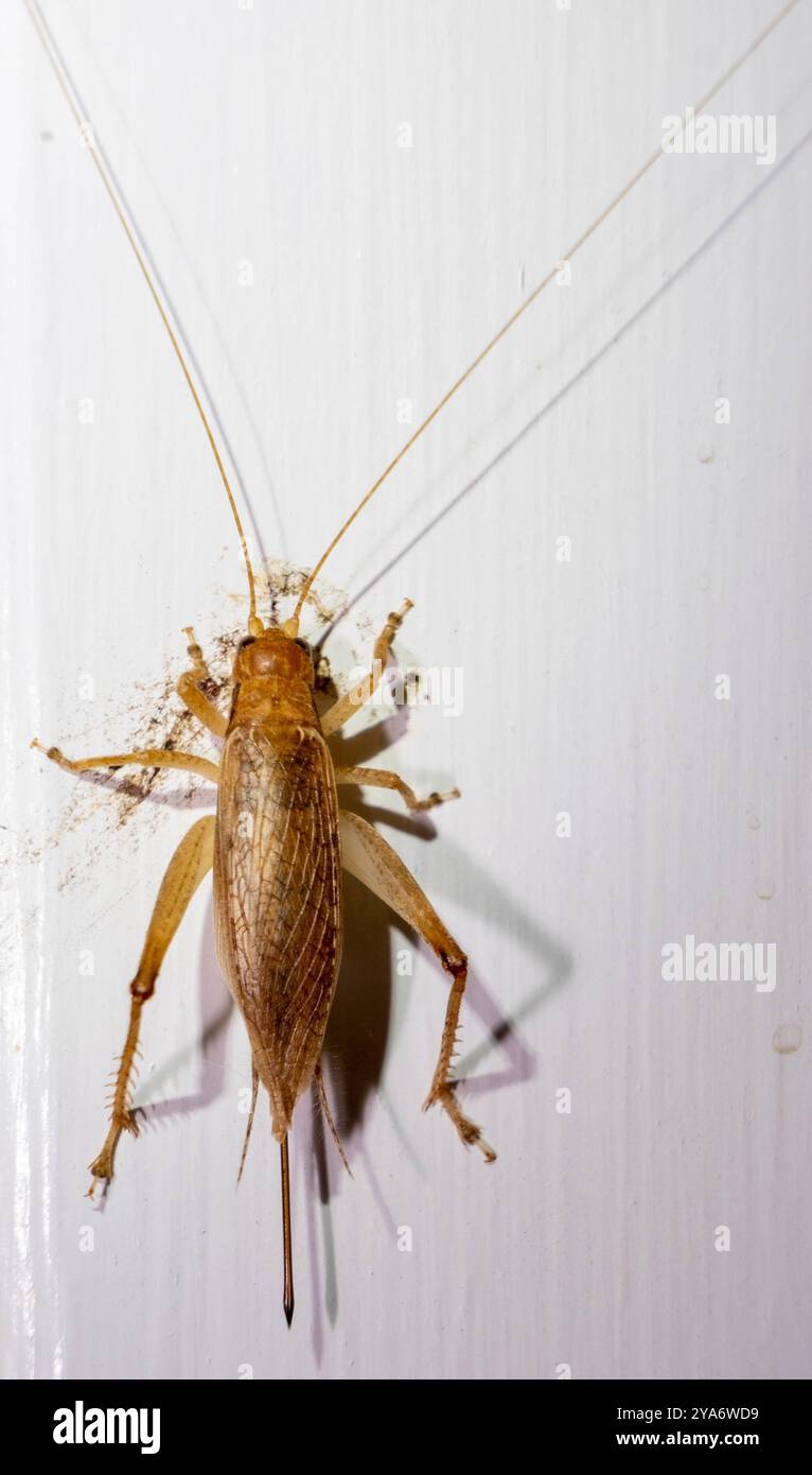 True Crickets and Allies (Grylloidea) Insecta Stock Photo - Alamy