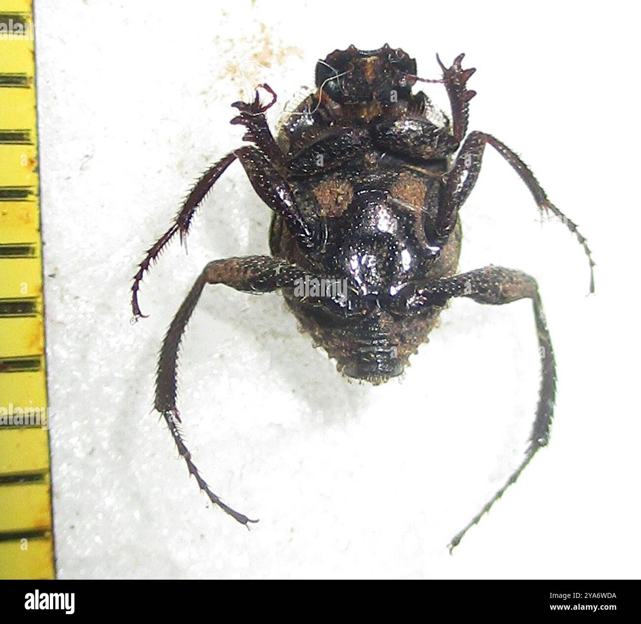 (Sisyphus sordidus) Insecta Stock Photo - Alamy