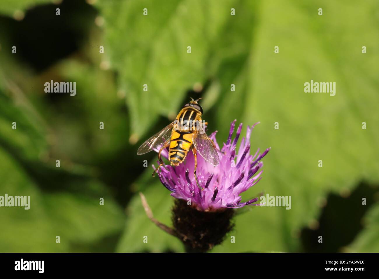Sun Fly (Helophilus pendulus) Insecta Stock Photo - Alamy