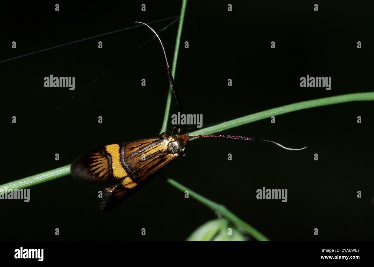 Yellow-barred Longhorn (Nemophora degeerella) Insecta Stock Photo - Alamy