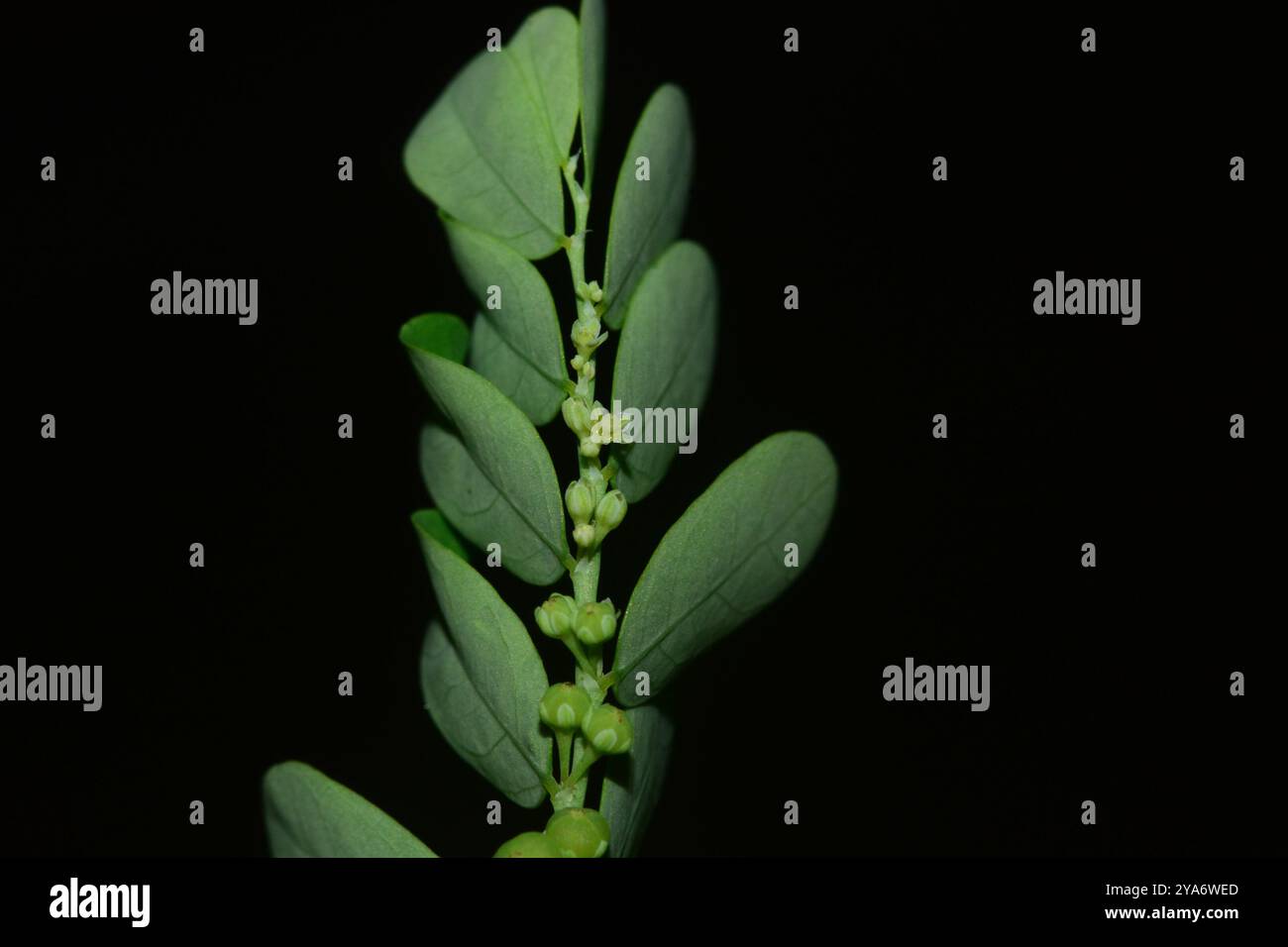 Gale of the Wind (Phyllanthus amarus) Plantae Stock Photo - Alamy