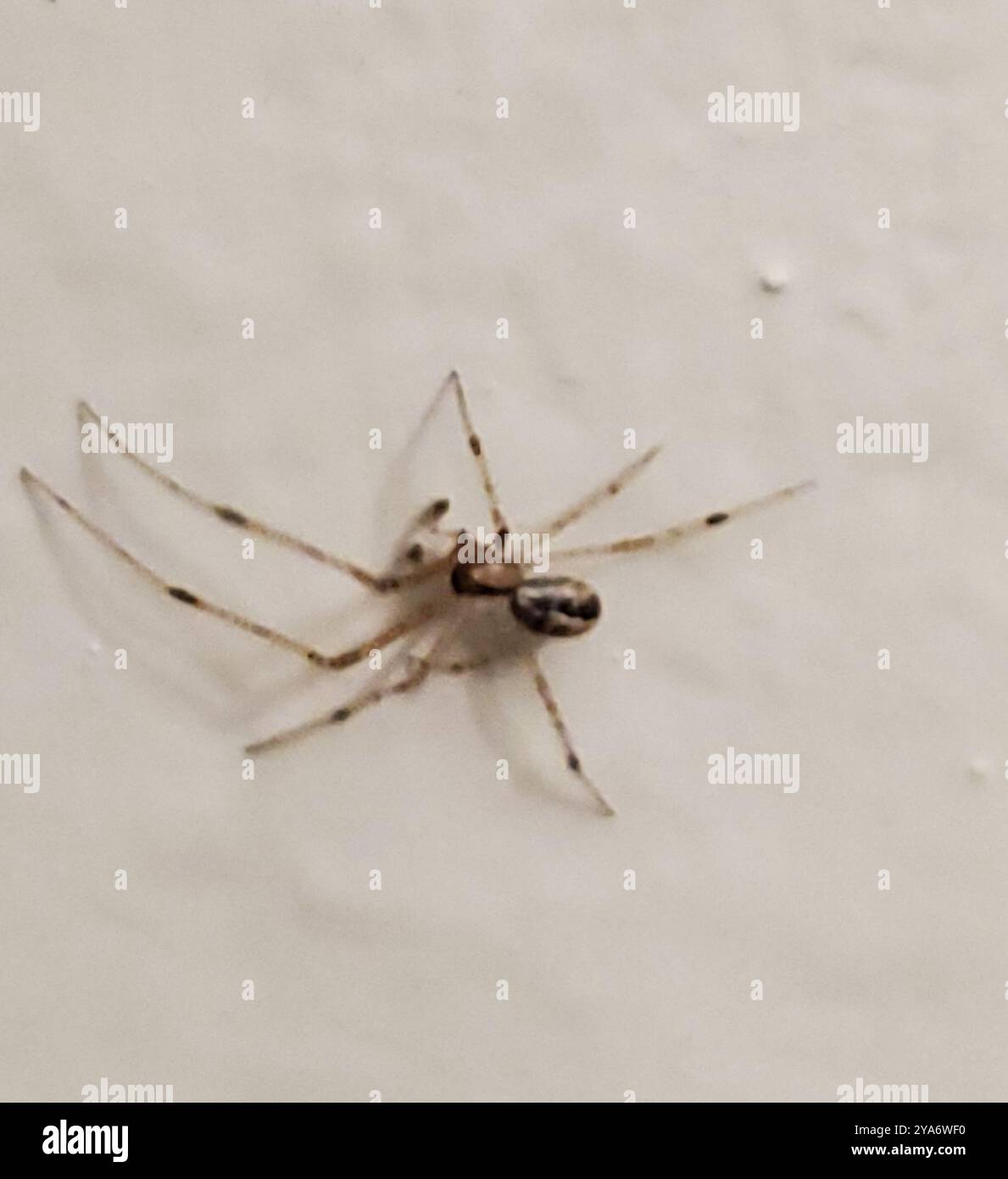 Comb-footed Spiders (Theridiidae) Arachnida Stock Photo - Alamy