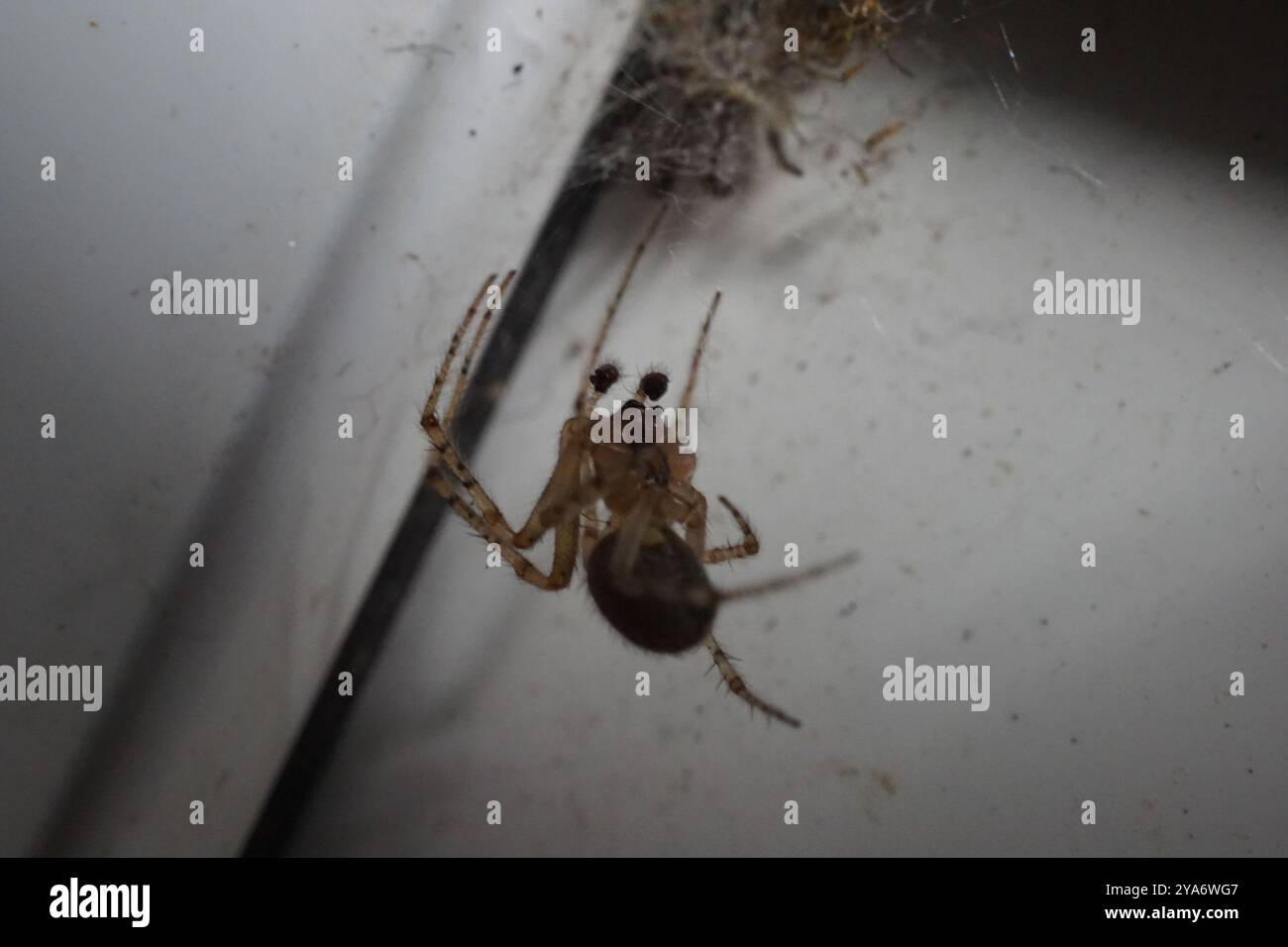 Silver-sided Sector Spider (Zygiella x-notata) Arachnida Stock Photo ...