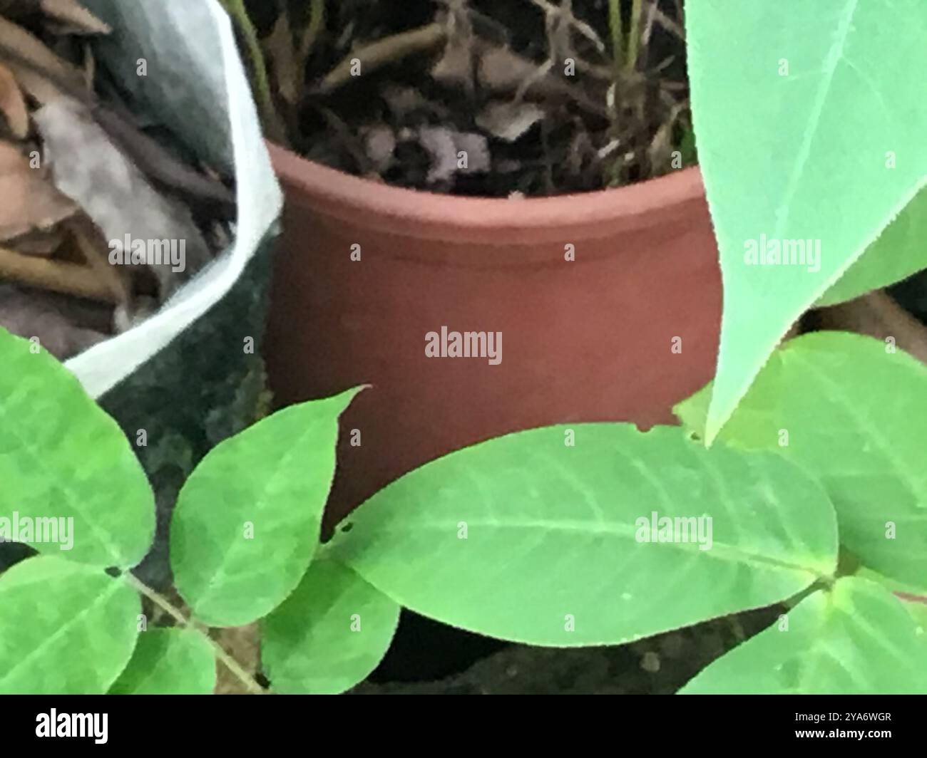 Coffee Senna (Senna occidentalis) Plantae Stock Photo - Alamy