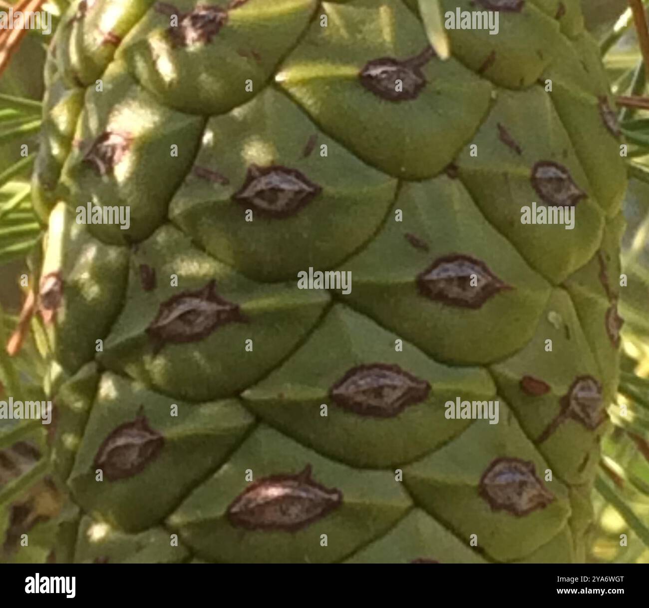 Aleppo pine (Pinus halepensis) Plantae Stock Photo - Alamy