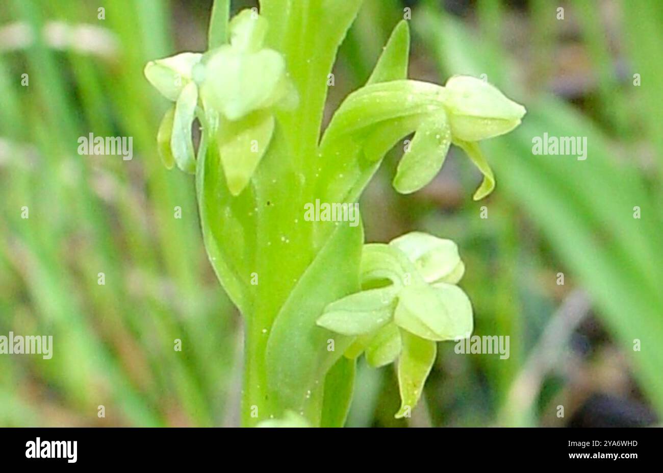 north wind bog orchid (Platanthera aquilonis) Plantae Stock Photo - Alamy