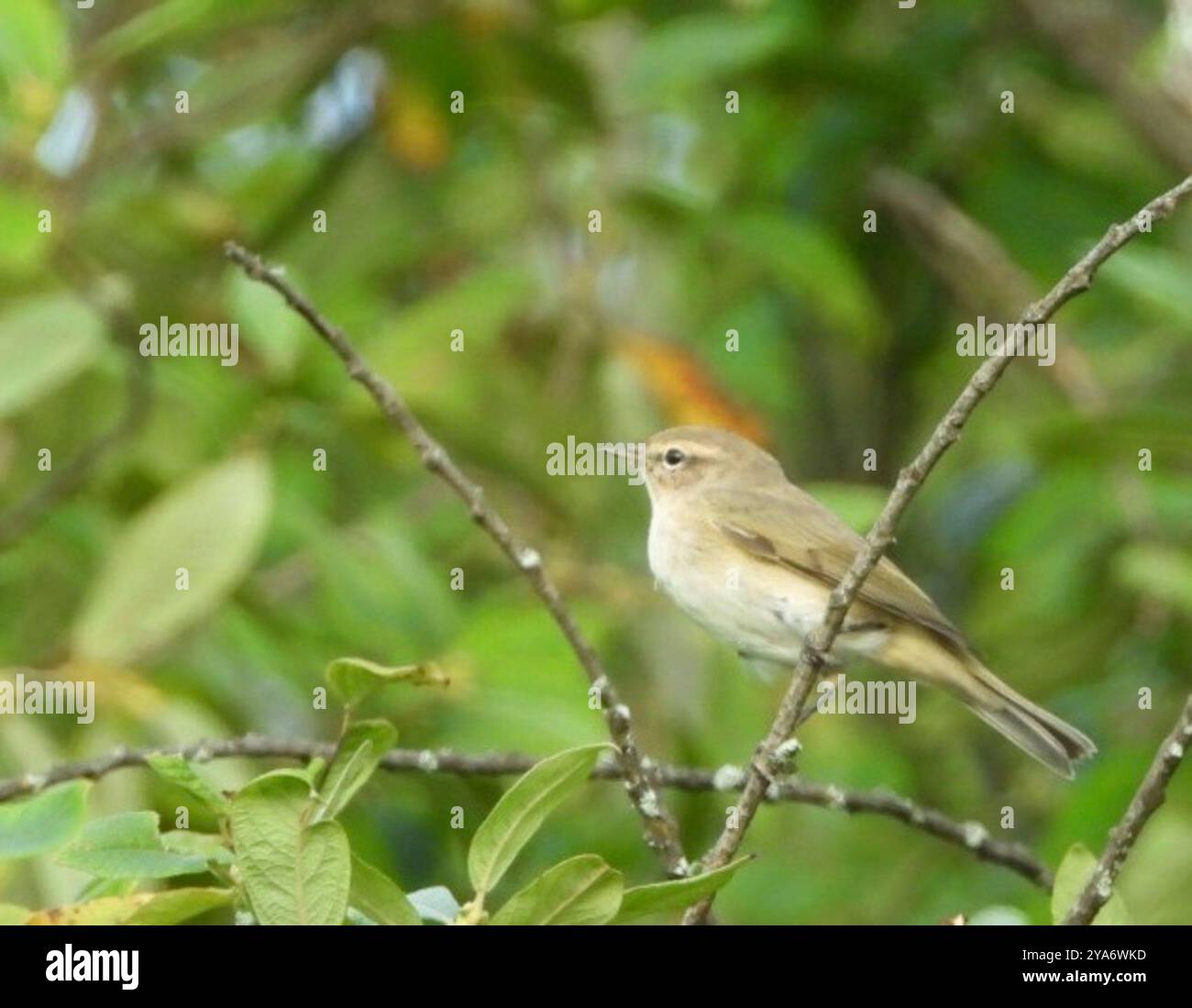 Common Chiffchaff (Phylloscopus collybita) Aves Stock Photo - Alamy