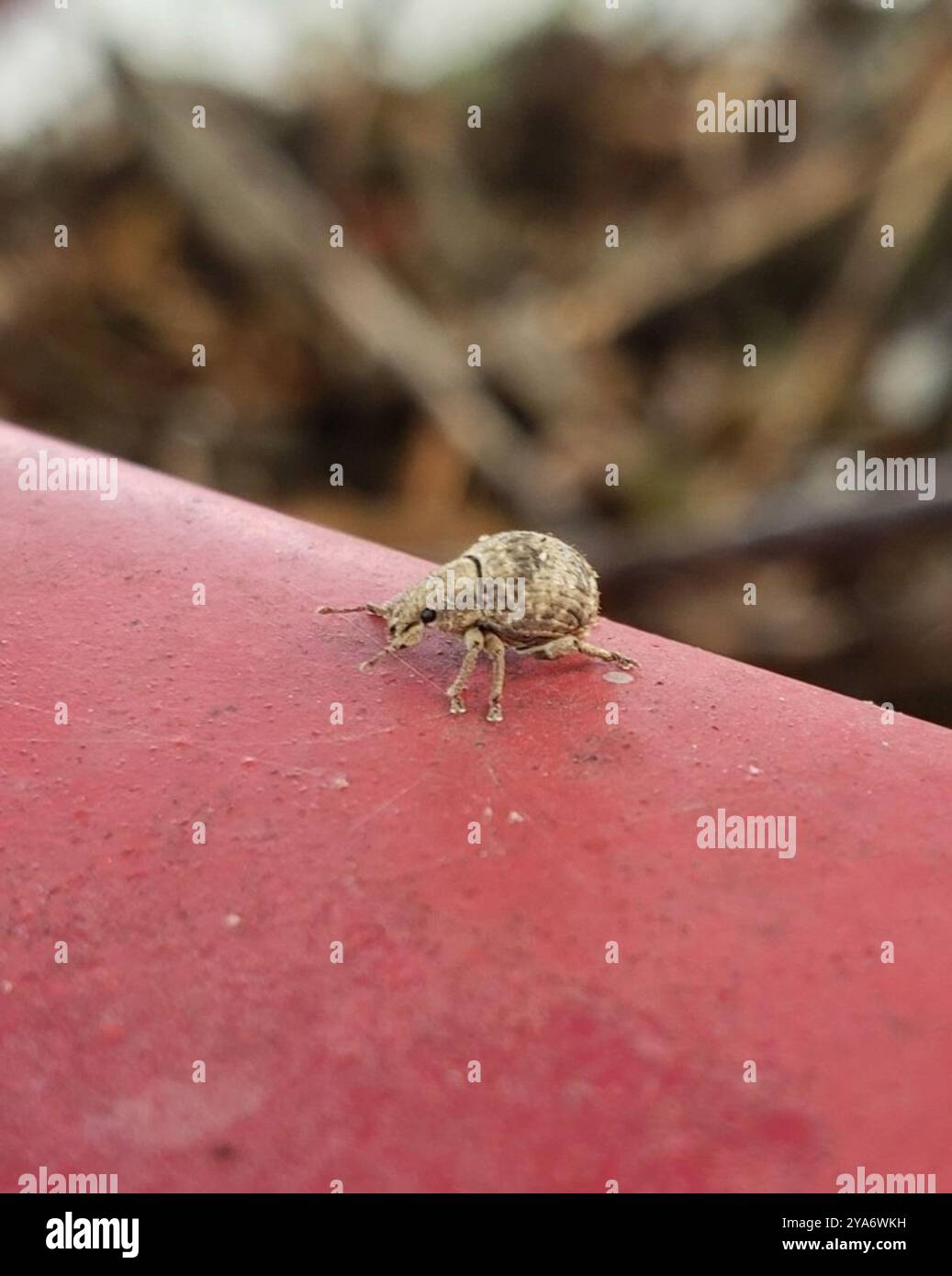 Two-banded Japanese Weevil (Pseudocneorhinus bifasciatus) Insecta Stock ...