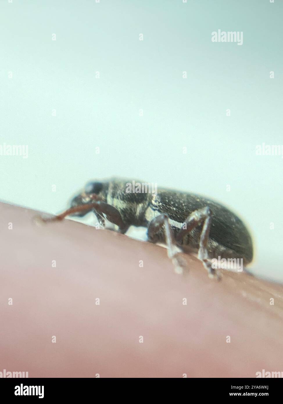 Pea Weevil (Sitona lineatus) Insecta Stock Photo - Alamy
