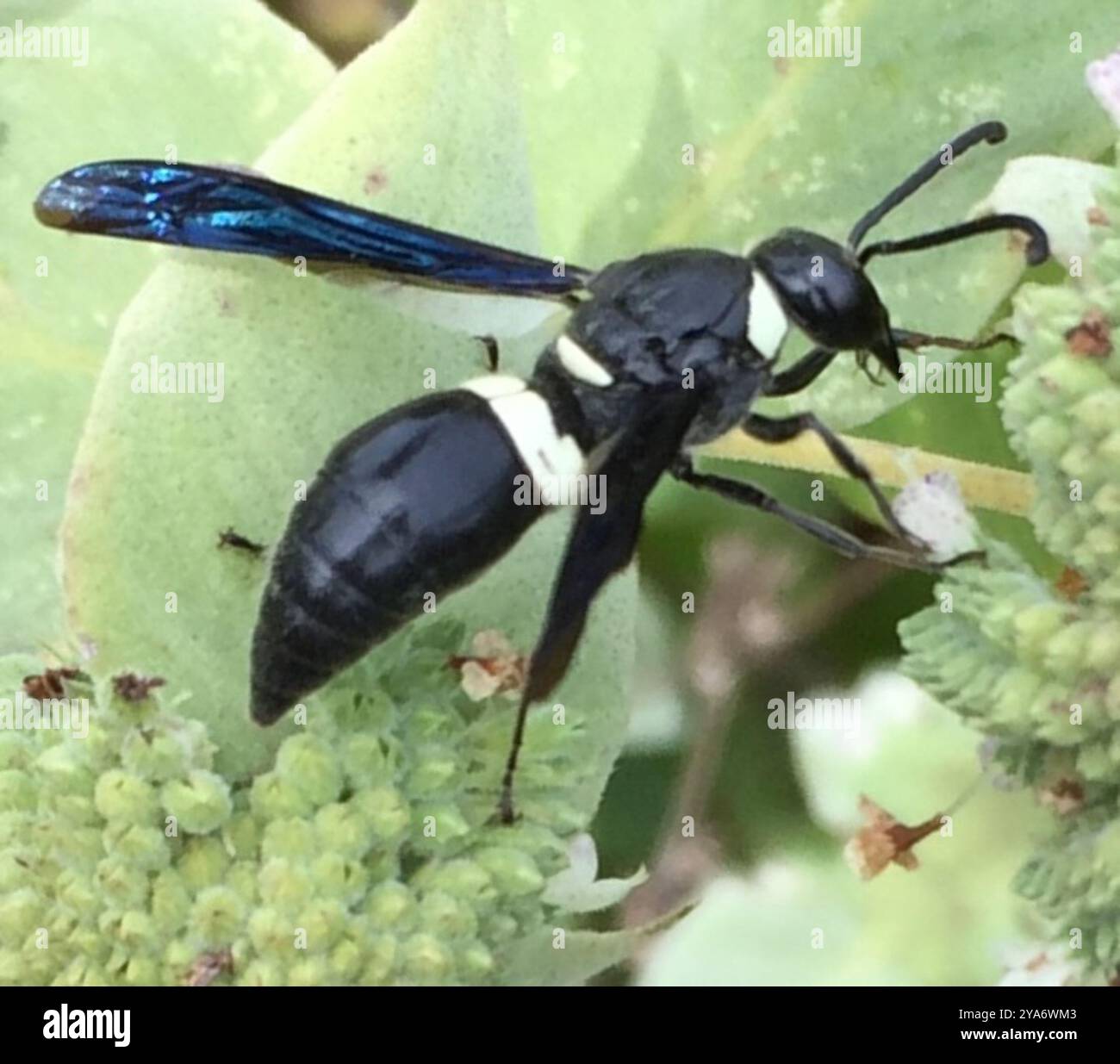 Four-toothed Mason Wasp (Monobia quadridens) Insecta Stock Photo - Alamy