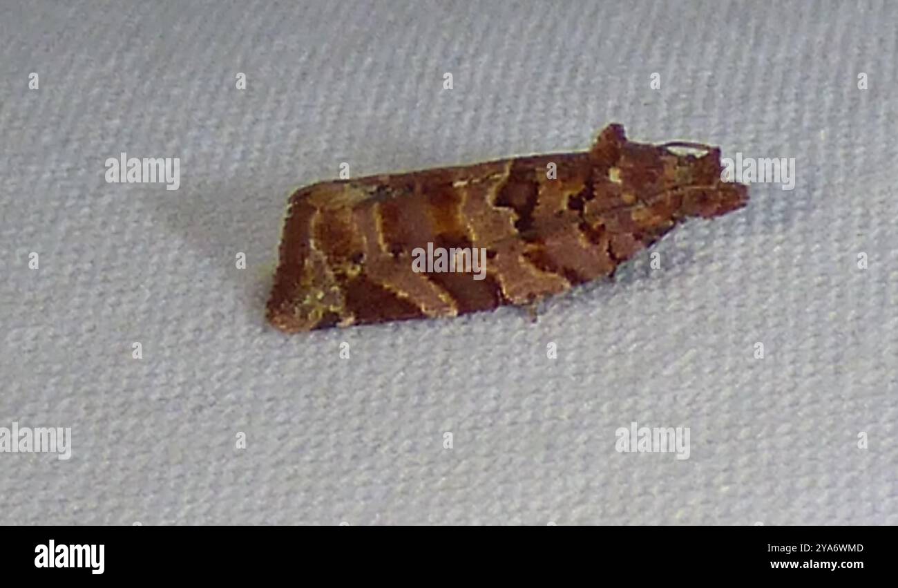 Jack Pine Tube Moth and Allies (Argyrotaenia tabulana) Insecta Stock ...