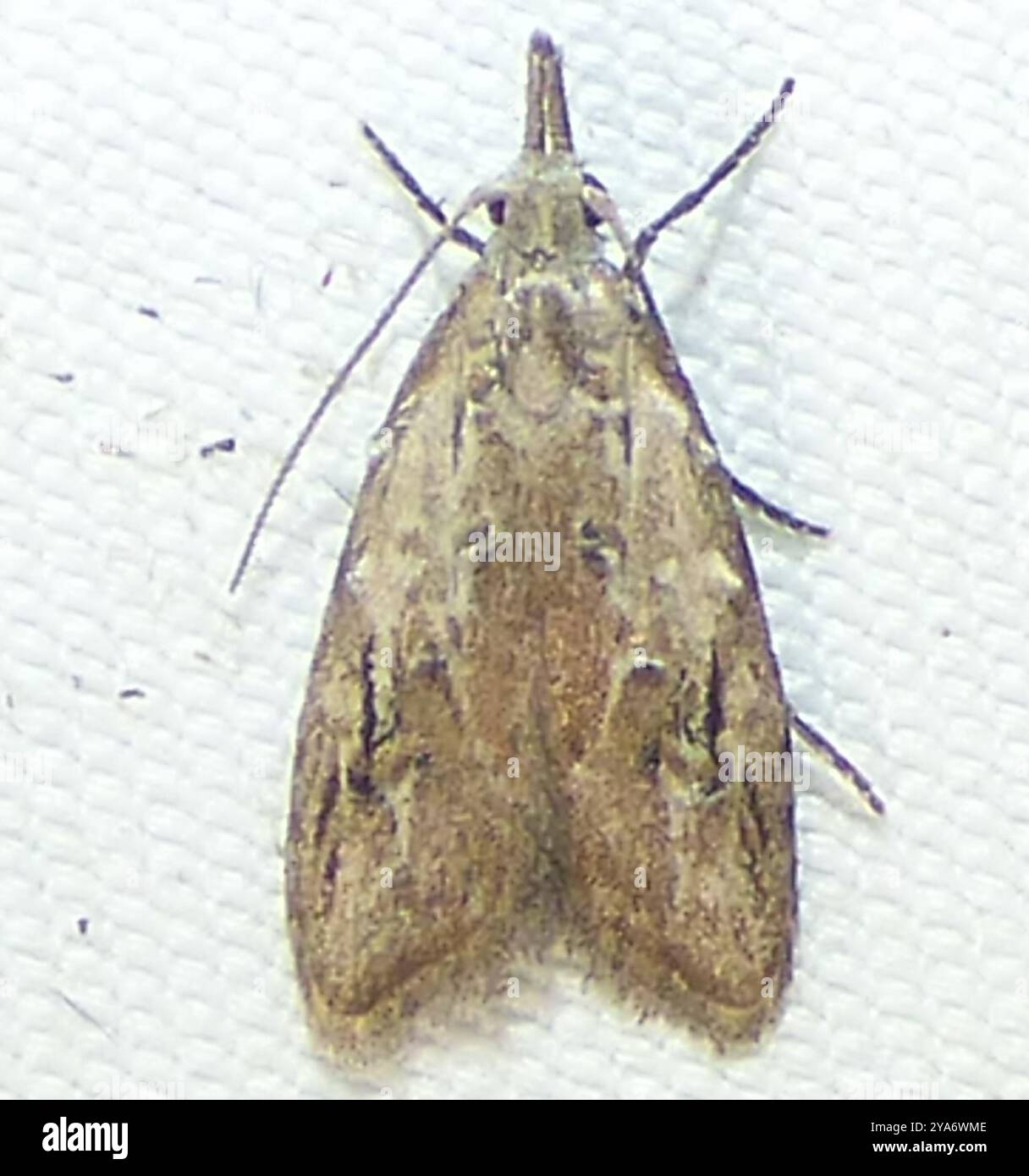 American Peach Fruit Moth (Carposina ottawana) Insecta Stock Photo - Alamy