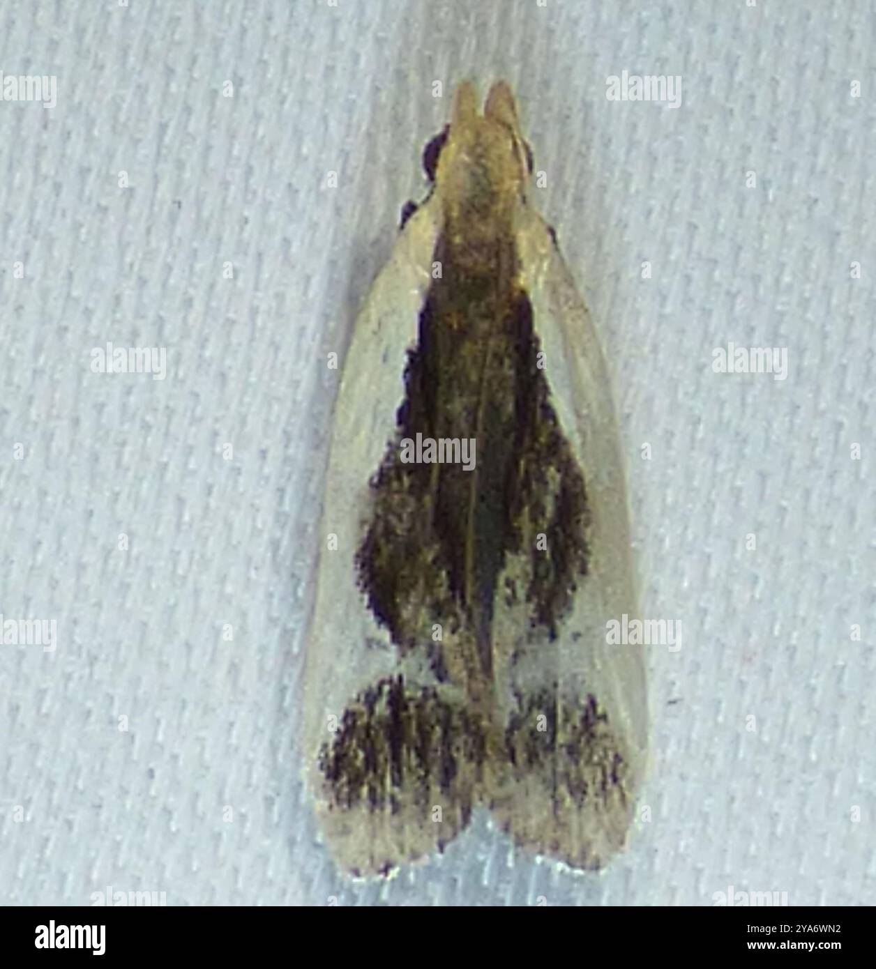 Cream-edged Dichomeris Moth (Dichomeris flavocostella) Insecta Stock ...