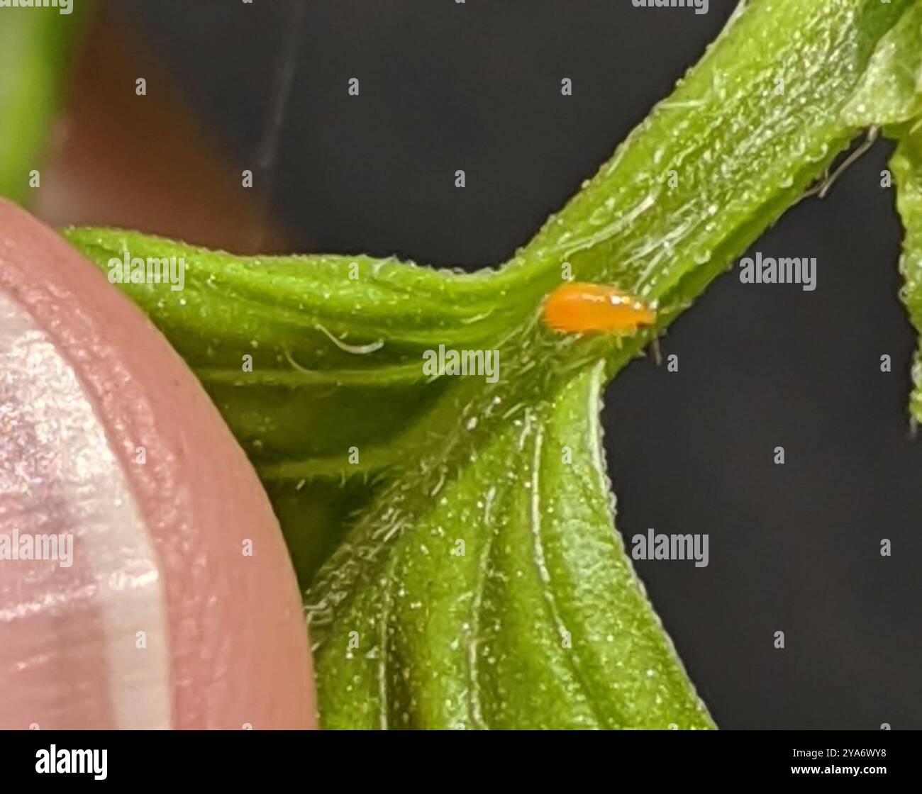 True Bugs, Hoppers, Aphids, and allies (Hemiptera) Insecta Stock Photo ...