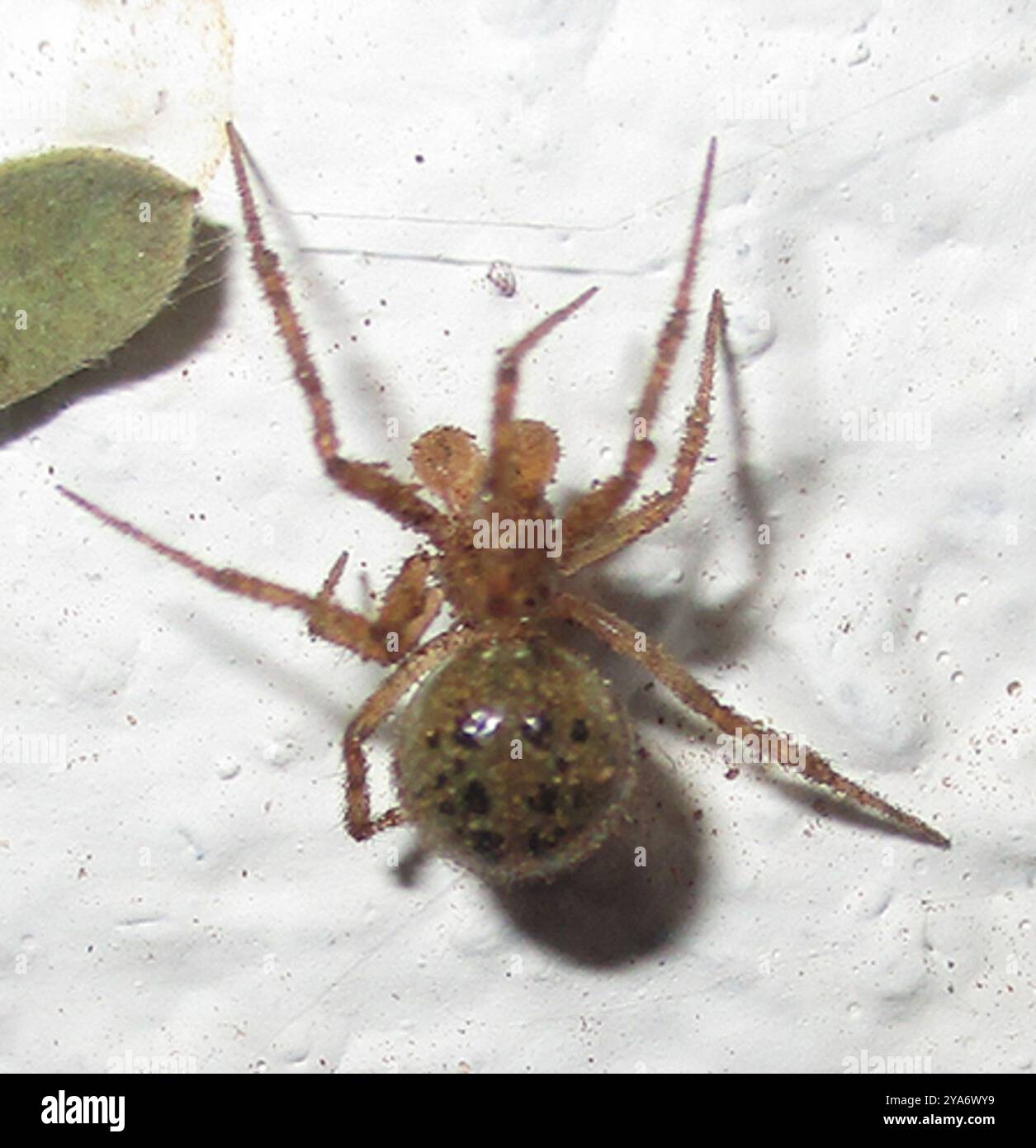 Spiders (Araneae) Arachnida Stock Photo - Alamy