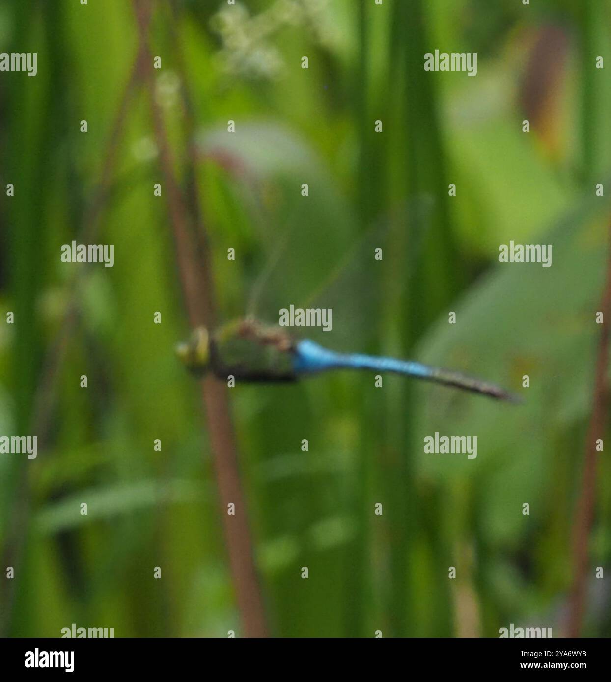 Common Green Darner (Anax junius) Insecta Stock Photo - Alamy