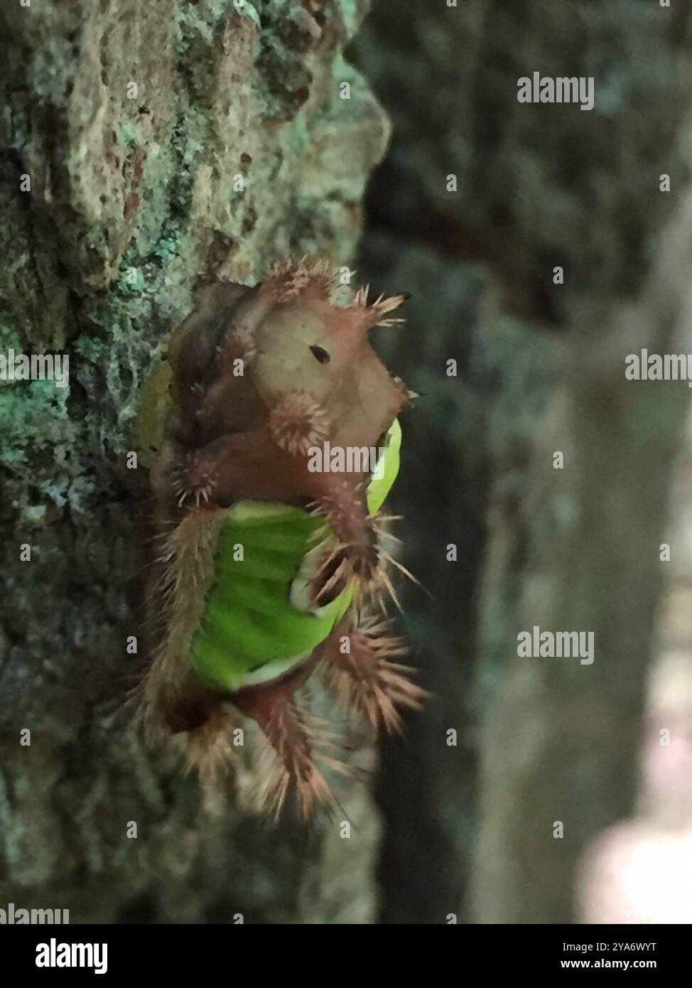 Saddleback Caterpillar Moth (Acharia stimulea) Insecta Stock Photo - Alamy