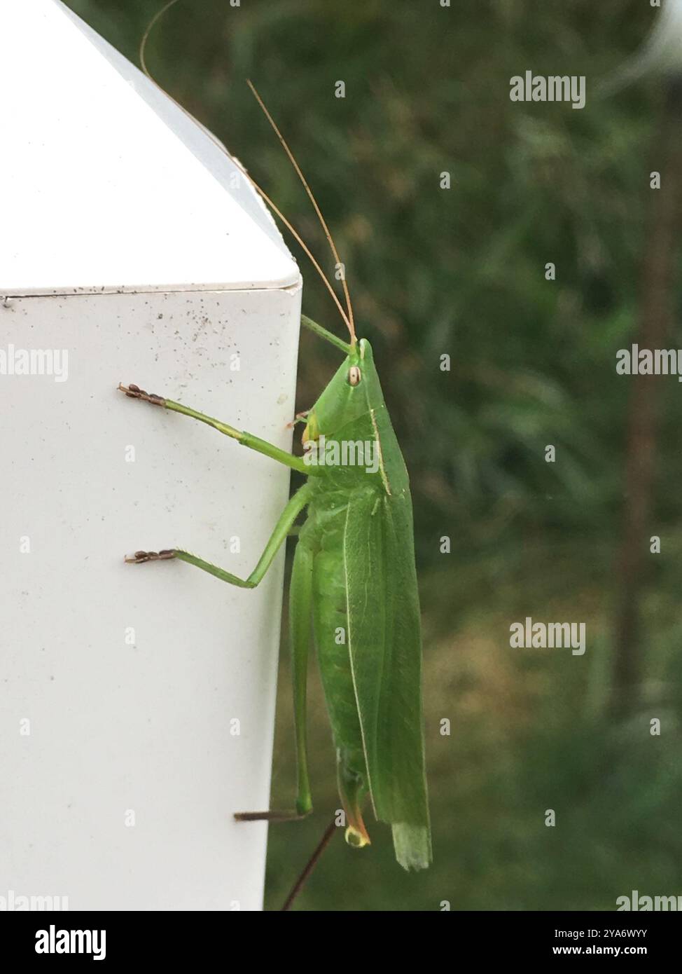 Common Coneheads (Neoconocephalus) Insecta Stock Photo - Alamy