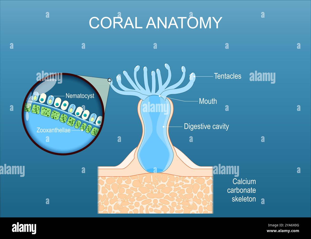 Coral anatomy. Cross section and structure of a polyp with digestive ...