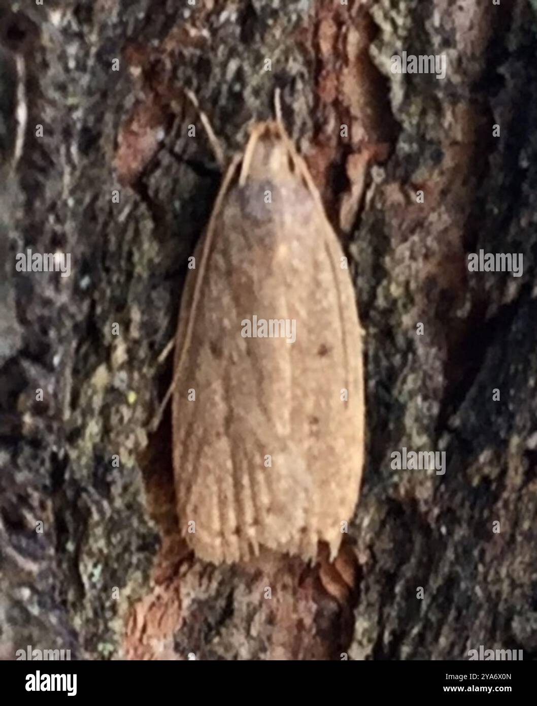 Kyoto Moth (Autosticha kyotensis) Insecta Stock Photo - Alamy