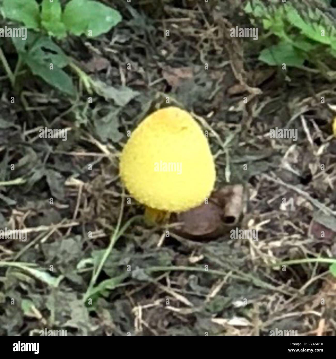 flowerpot parasol (Leucocoprinus birnbaumii) Fungi Stock Photo - Alamy
