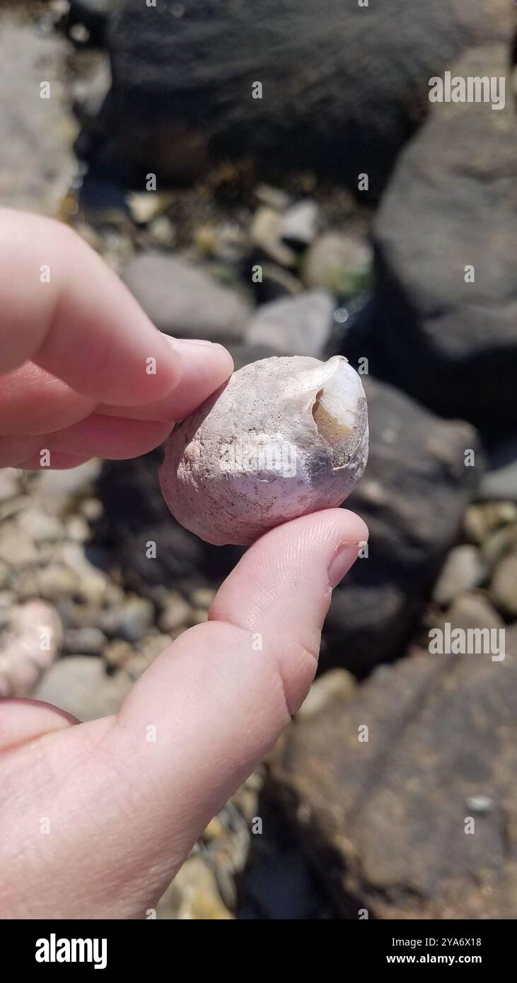 Common Atlantic Slippersnail (Crepidula fornicata) Mollusca Stock Photo ...