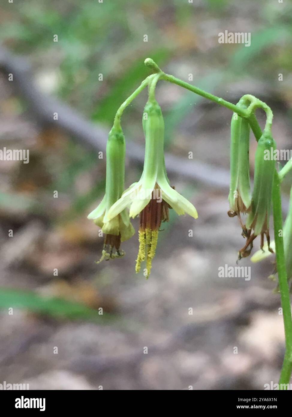 tall rattlesnake root (Nabalus altissimus) Plantae Stock Photo - Alamy