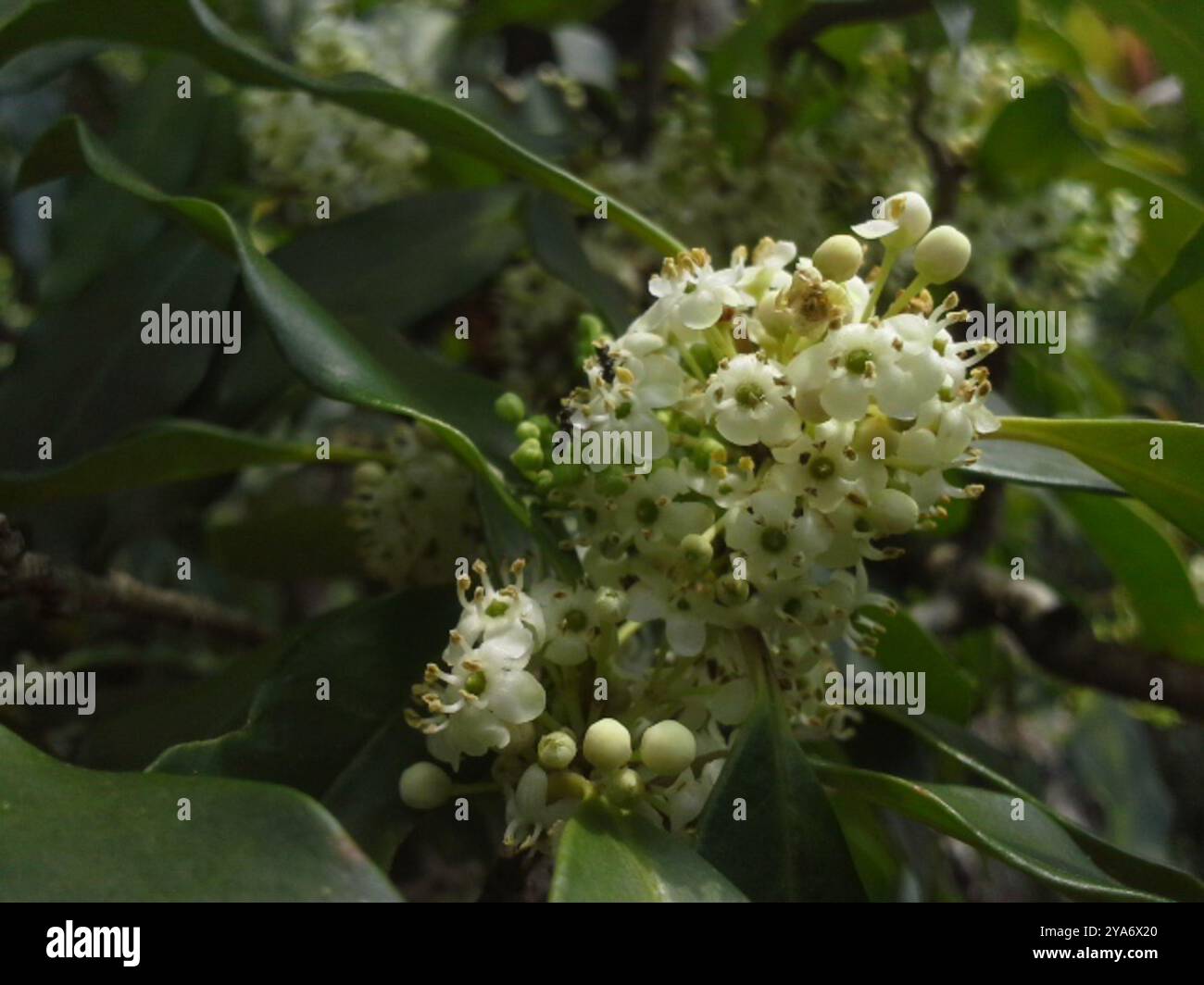 Cape Holly (Ilex mitis) Plantae Stock Photo - Alamy