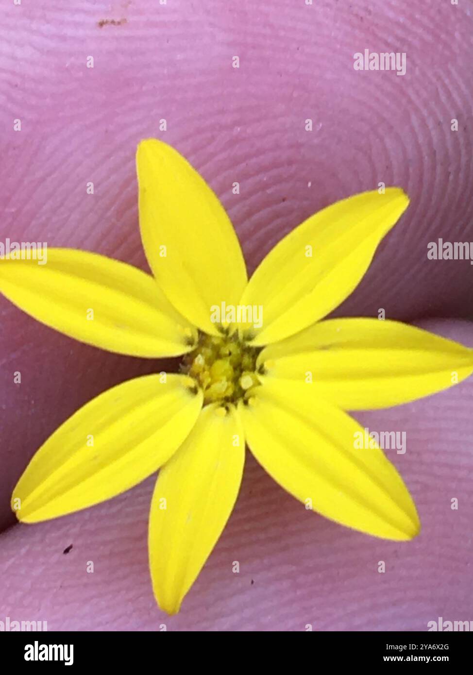 Slender Scratch Daisy (Croptilon divaricatum) Plantae Stock Photo - Alamy