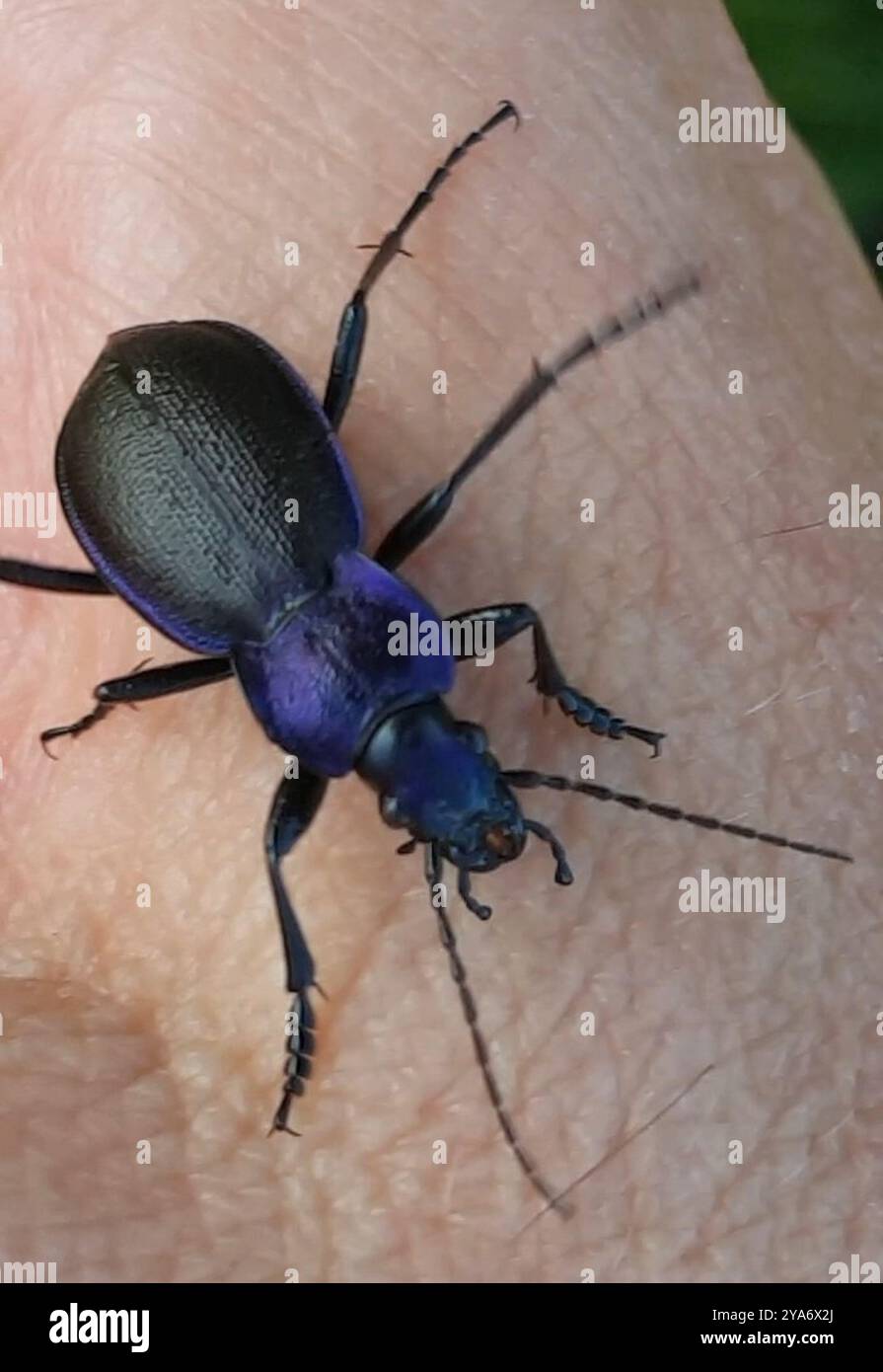 Rough Violet Ground Beetle (Carabus problematicus) Insecta Stock Photo ...