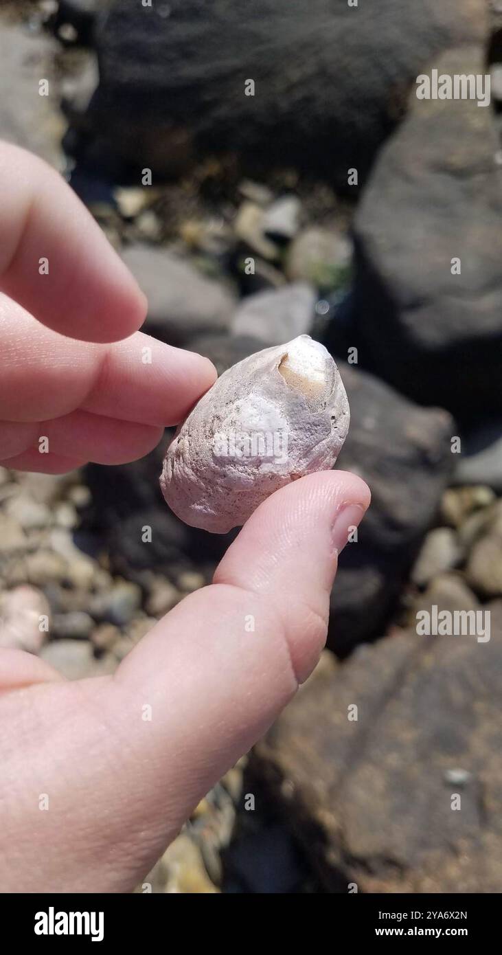 Common Atlantic Slippersnail (Crepidula fornicata) Mollusca Stock Photo ...