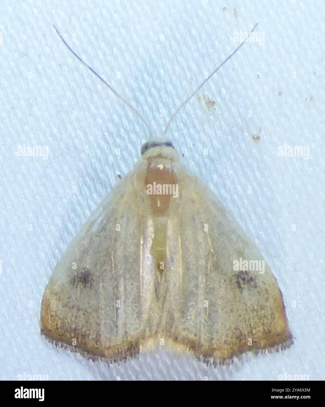 Spotted Grass Moth (Rivula propinqualis) Insecta Stock Photo - Alamy