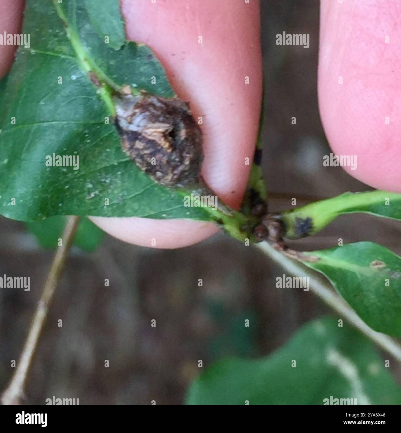 Oak Petiole Gall Wasp (Andricus quercuspetiolicola) Insecta Stock Photo - Alamy