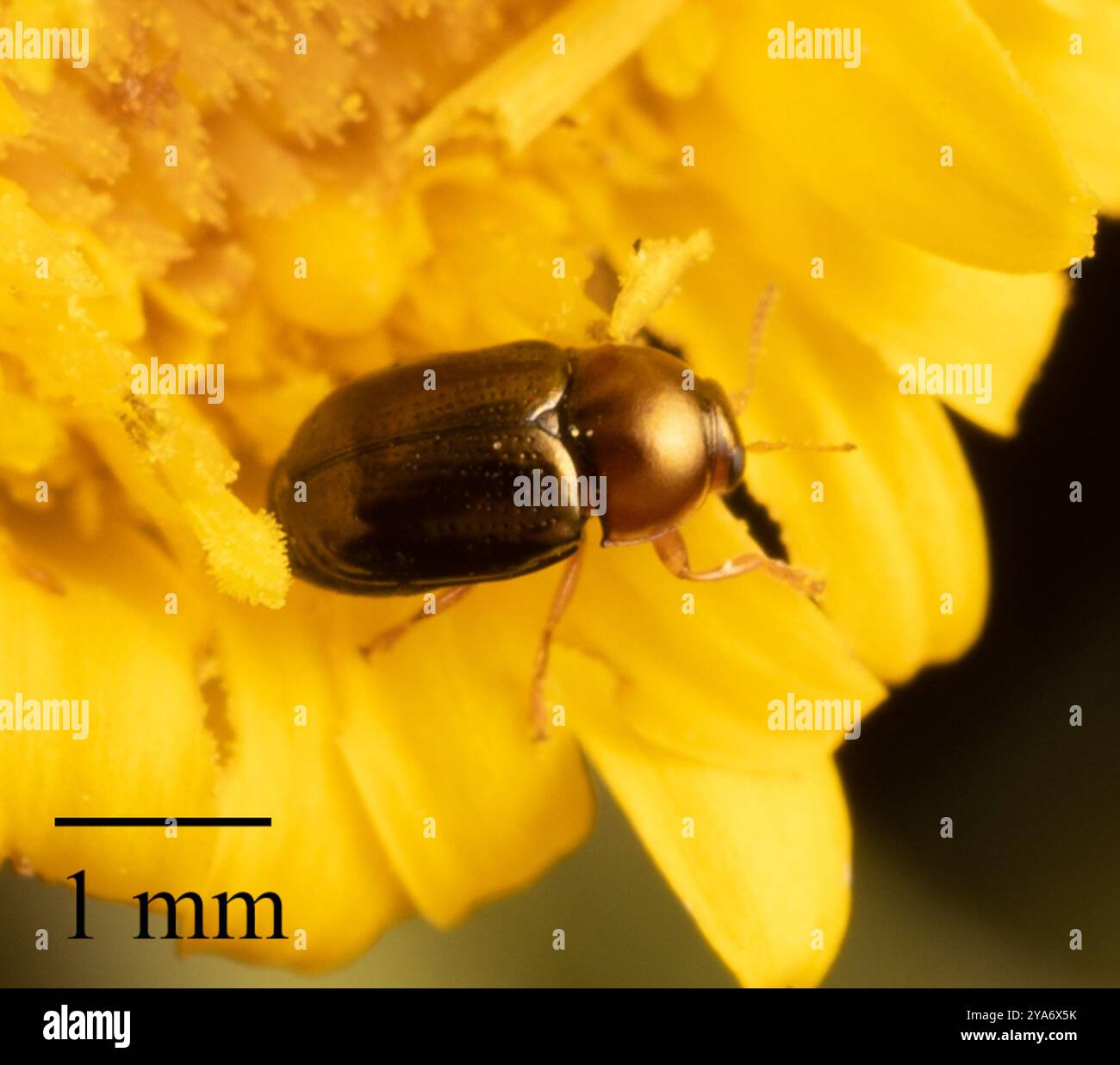 Bronze Leaf Beetle (Diachus auratus) Insecta Stock Photo - Alamy