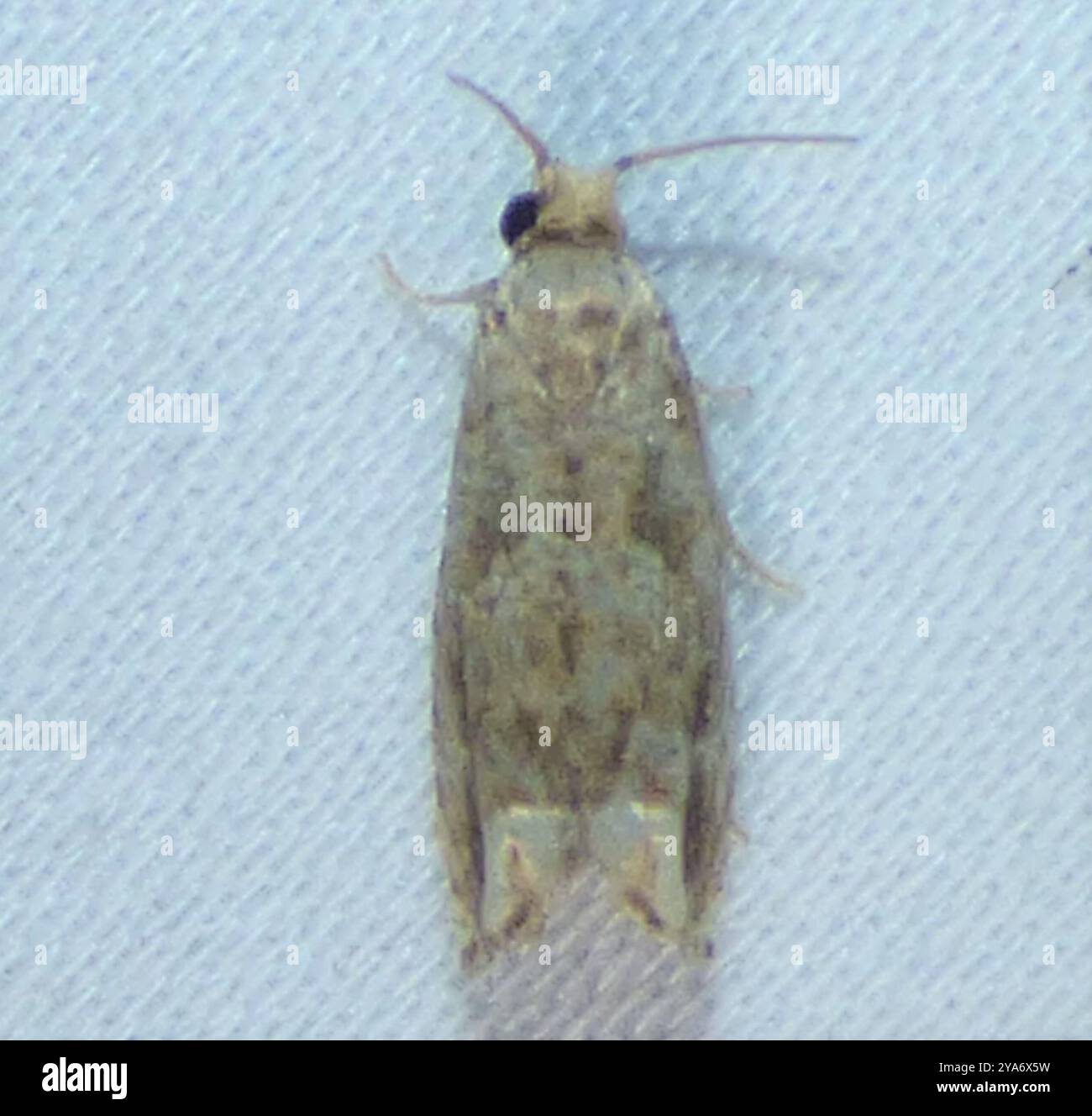Ragweed Borer Moth (Epiblema strenuana) Insecta Stock Photo - Alamy