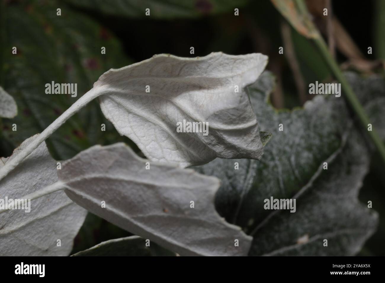 Willow Leafcone Caterpillar Moth (Caloptilia stigmatella) Insecta Stock ...