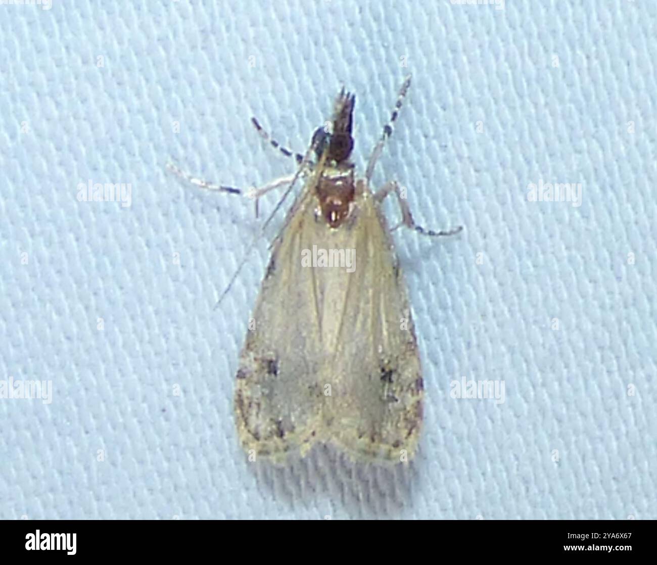 Double-striped Scoparia Moth (Scoparia biplagialis) Insecta Stock Photo ...